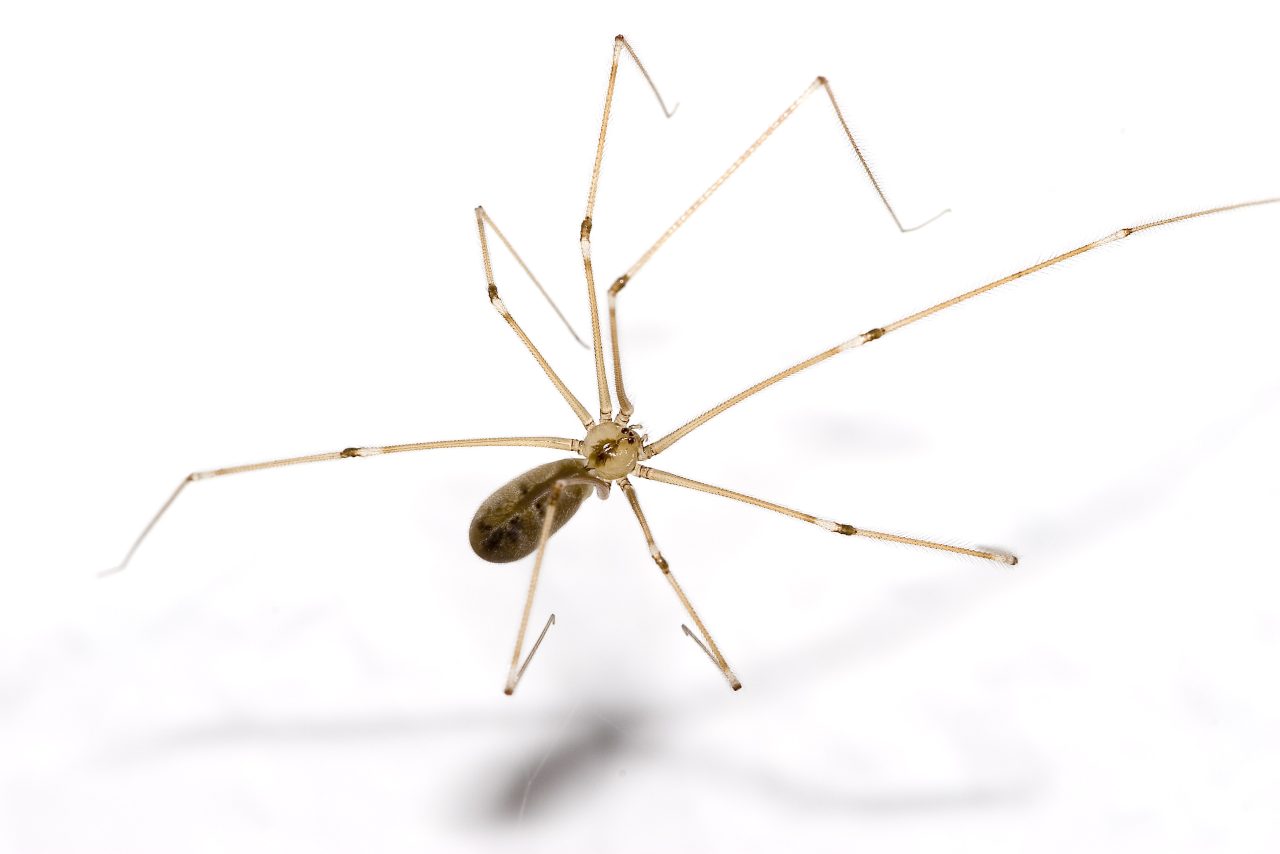 House Spiders in Melbourne: What You Need to Know