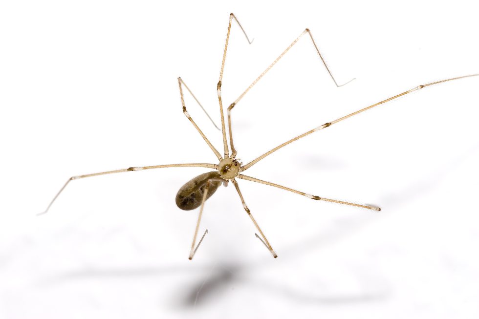 House Spiders in Melbourne: What You Need to Know