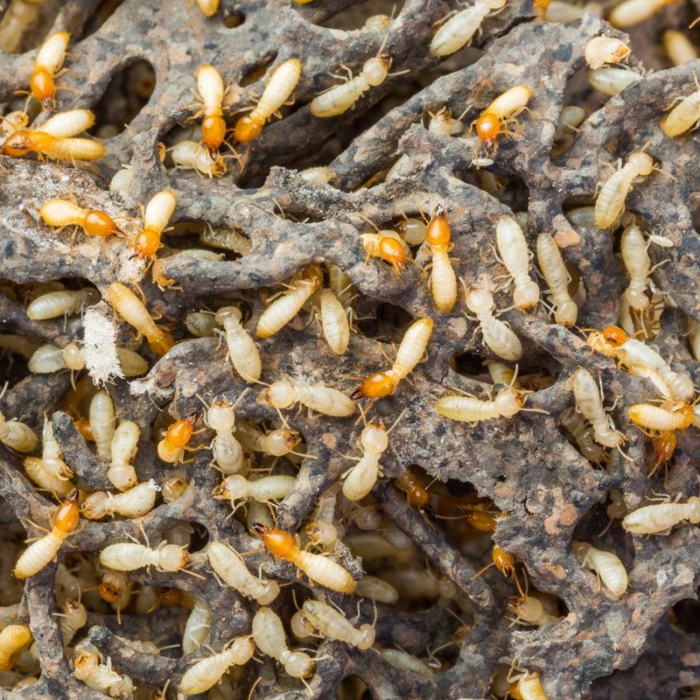 Termite Protection | Pest Zap