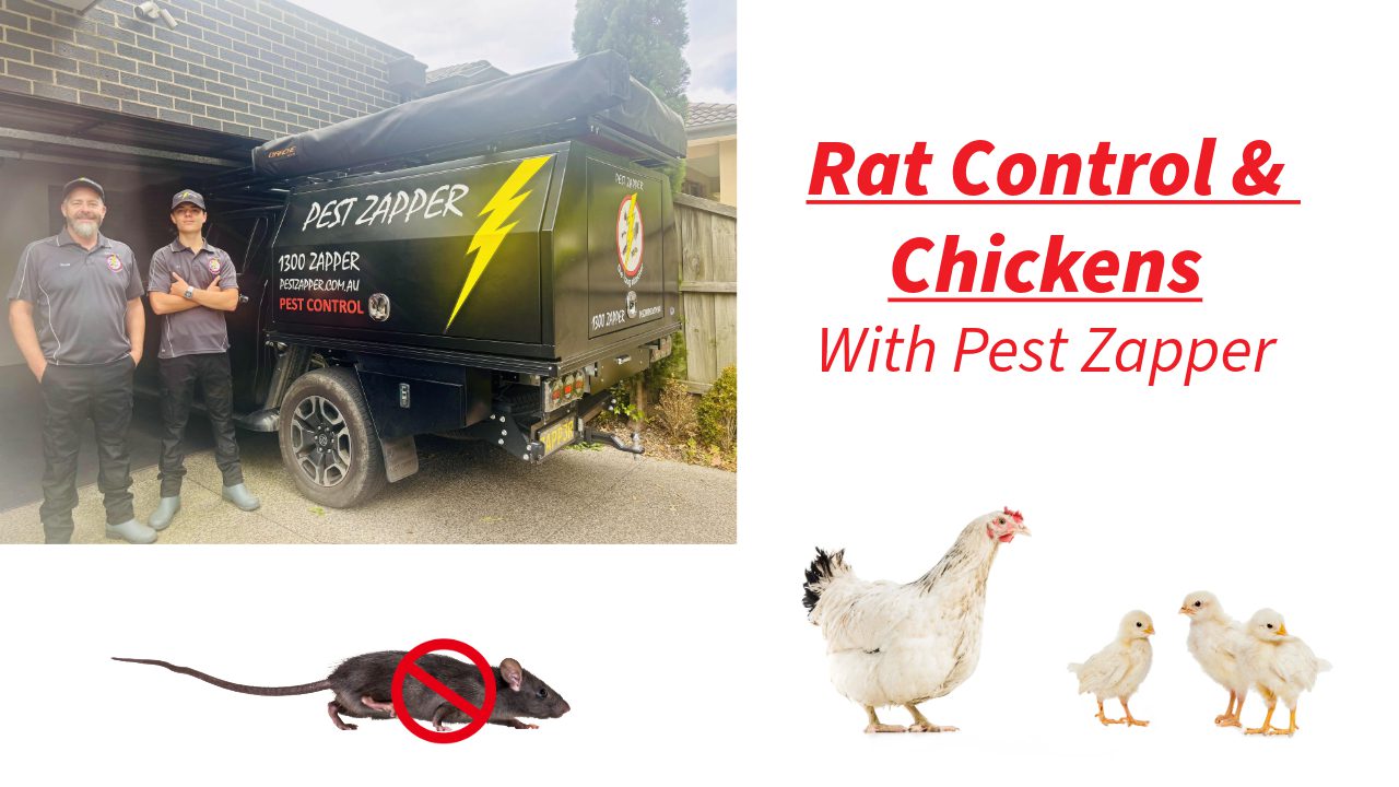 Rodent Control For Chickens in Melbourne - Pest Zap