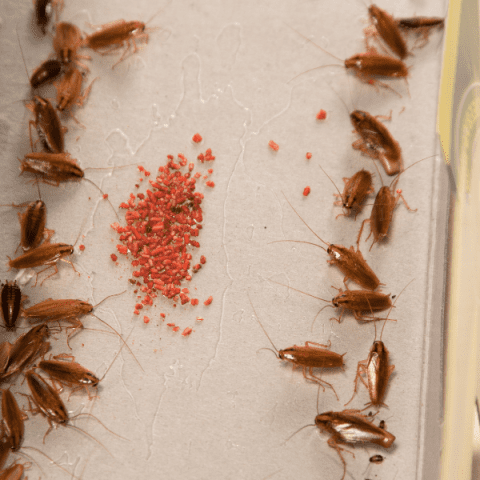 How to Stop Cockroaches in Your Home - Pest Zap