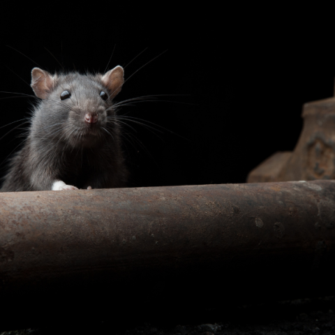 Subfloor Rodent Infestations Melbourne | Underfloor Risk